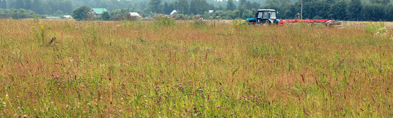 Wallaceburg Lawn Care